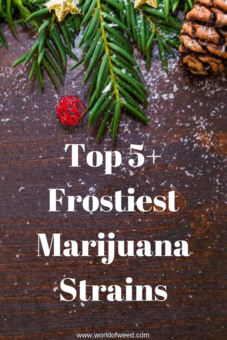 5+ Frostiest Marijuana Strains to Create Your Own Winter Wonderland ...