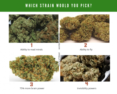 Which Strain Would YOU Pick? | World Of Weed