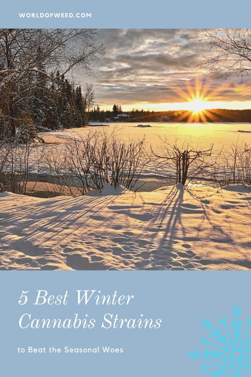 5 Best Winter Cannabis Strains to Beat Seasonal Woes | World Of Weed